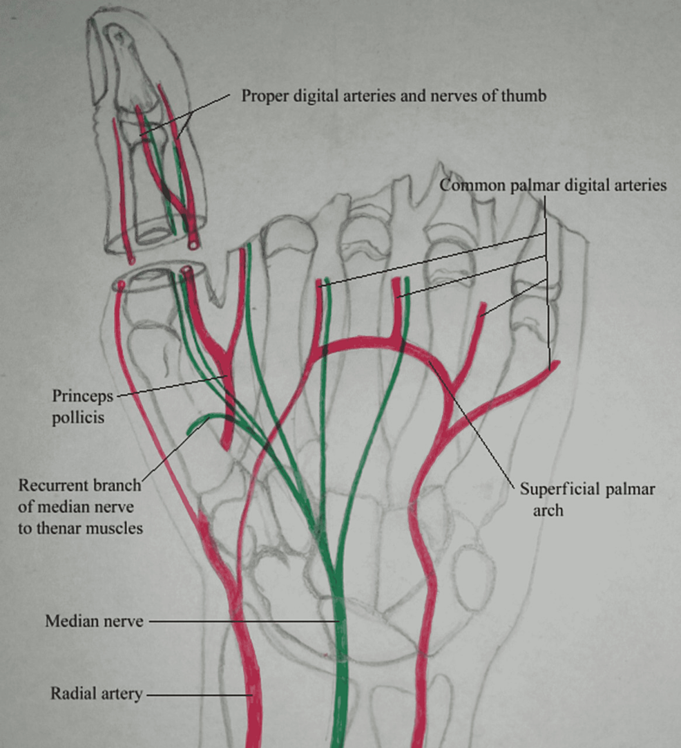 Two-Stage Cross-Hand Transfer: A Case Report | Cureus
