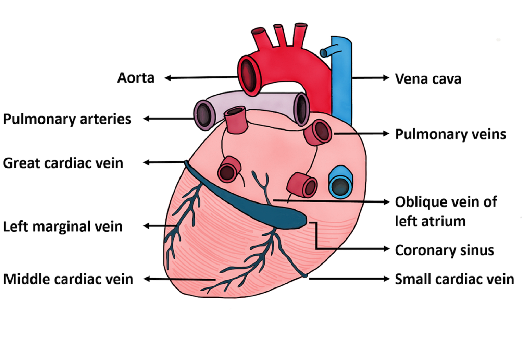The Coronary Sinus Drains Blood From Wall Of Heart Into Left Atrium