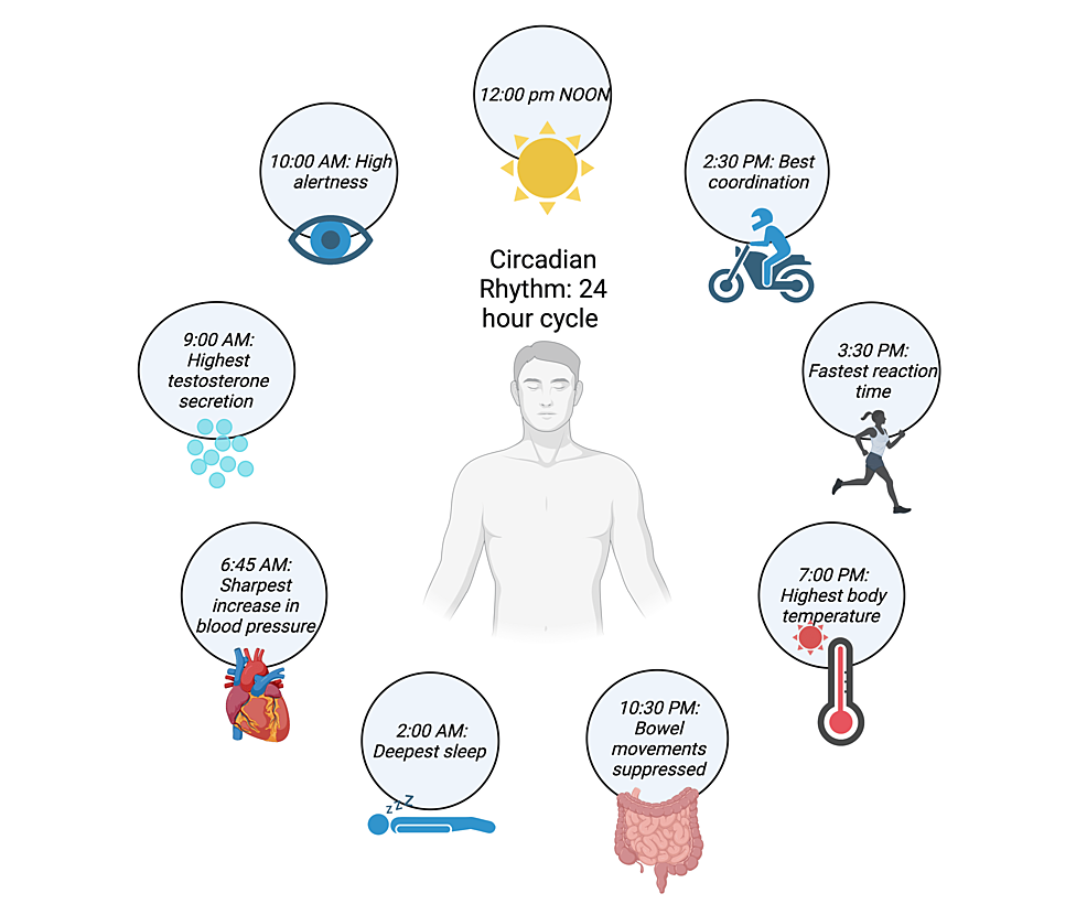 Cureus The Role Of Clock Genes In Maintaining Circadian Rhythm And Cureus The Role Of Clock Genes In Maintaining Circadian Rhythm And