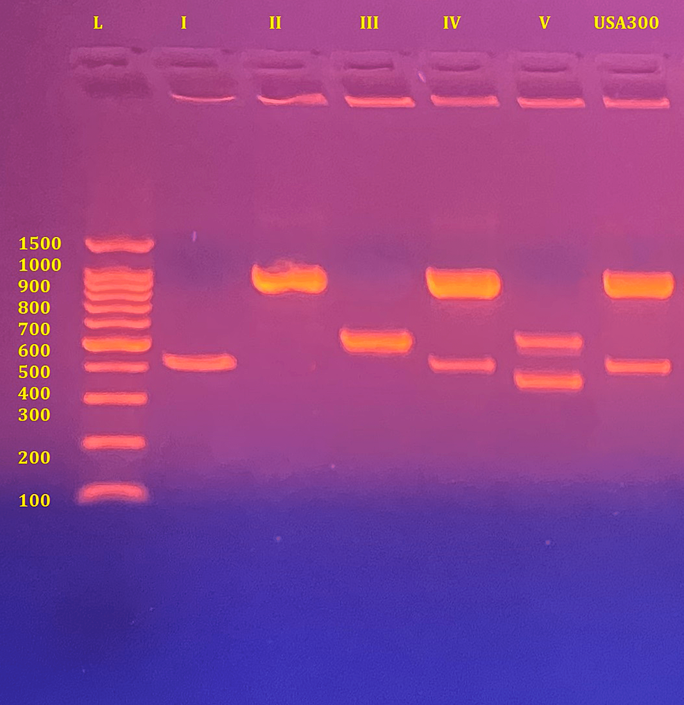 Cureus Multidrug Resistant Staphylococcus Aureus Isolates In A 