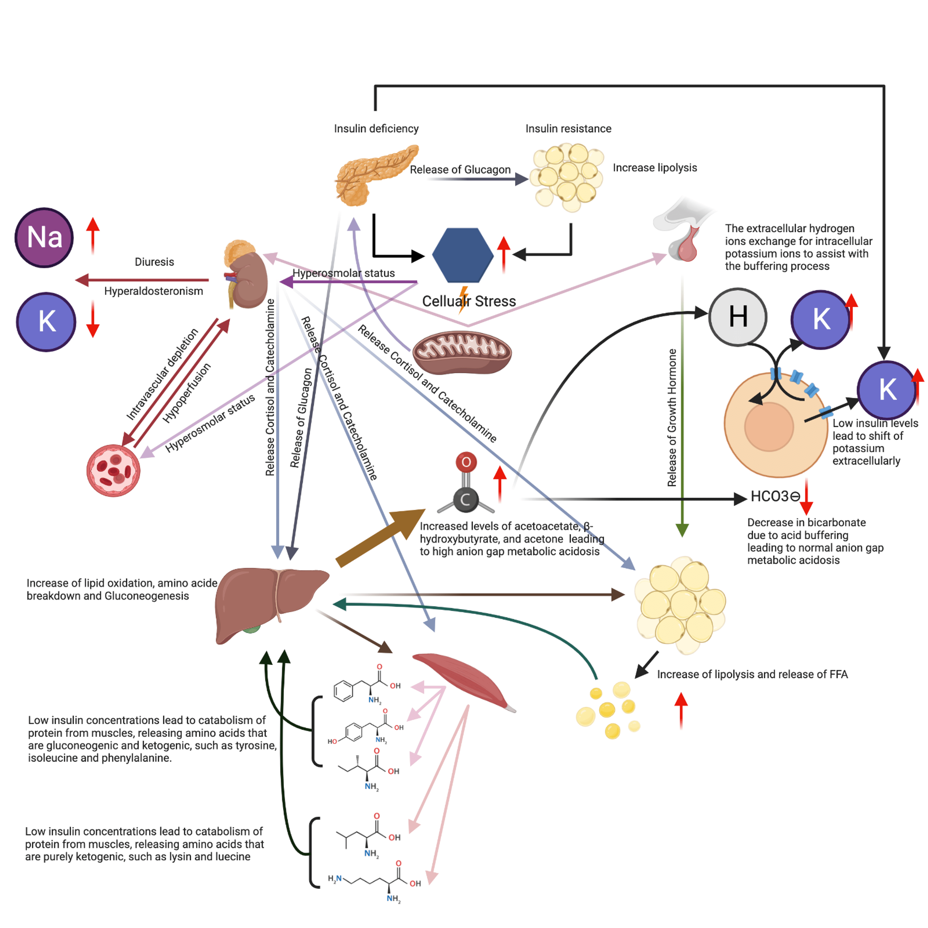 The Clinical Caveat For Treating Persistent Hypokalemia In Diabetic