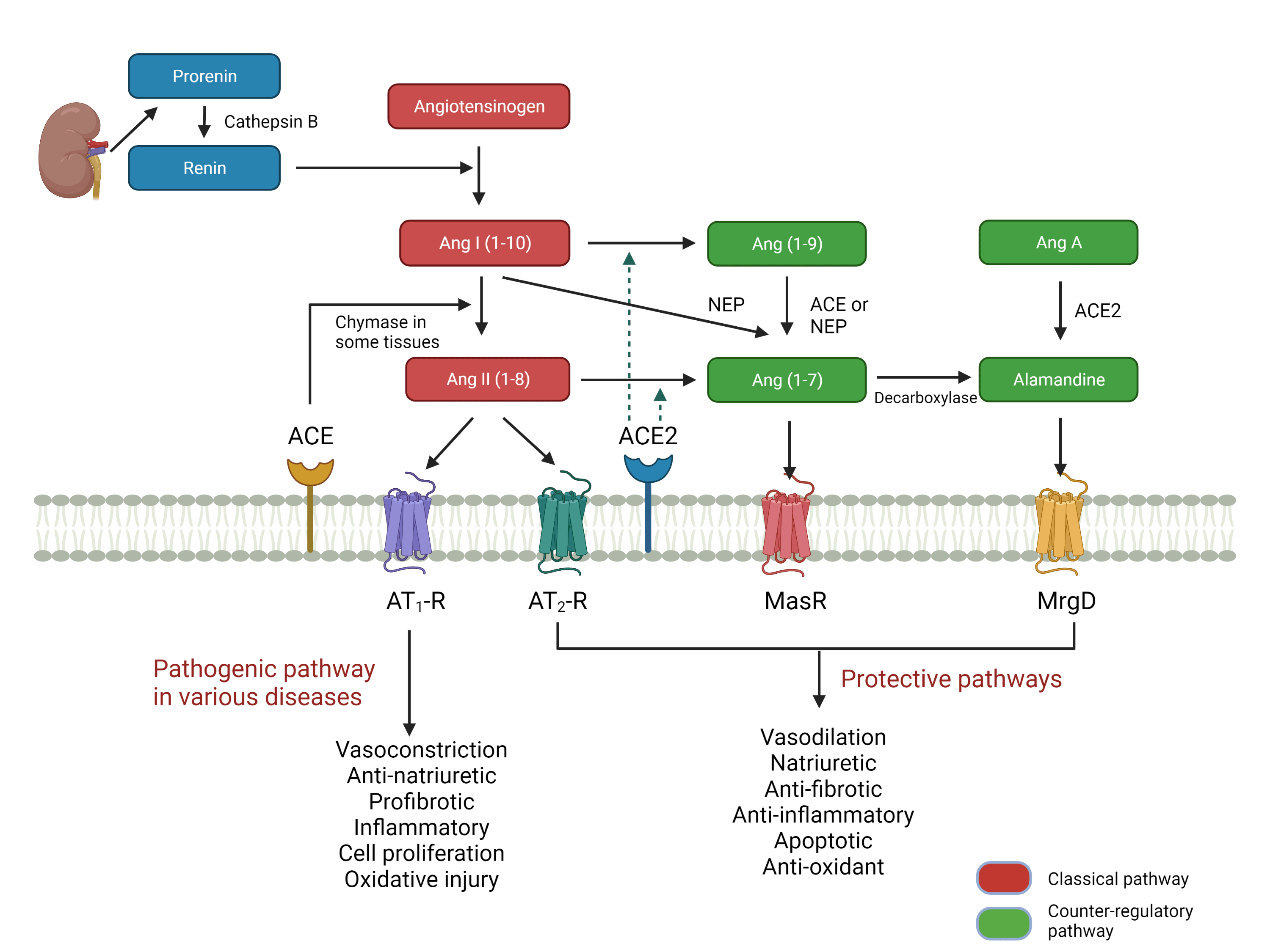 Renin-Angiotensin System: Updated Understanding and Role in ...