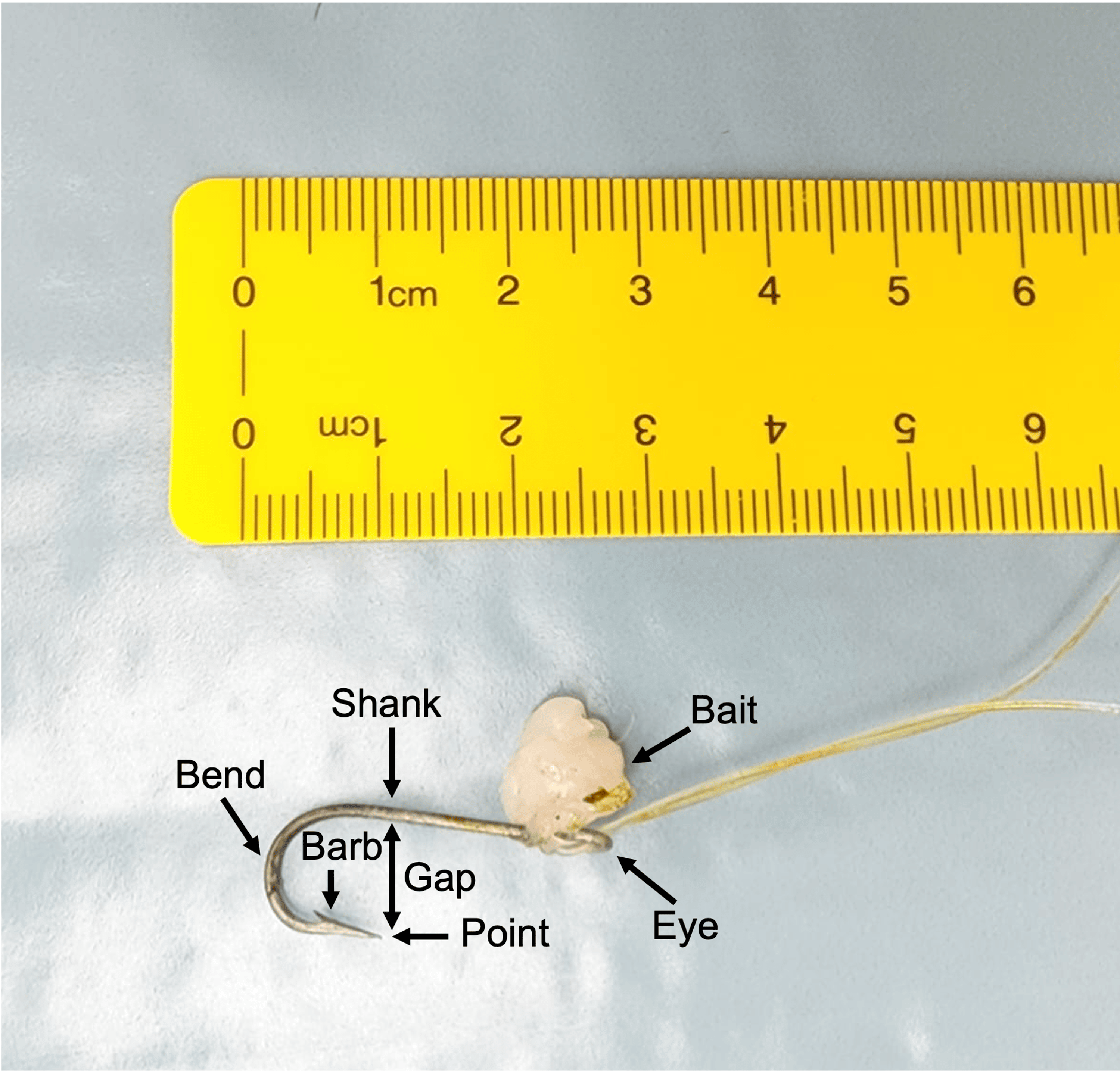 Penetrating Ocular Fish-Hook Injury | Cureus